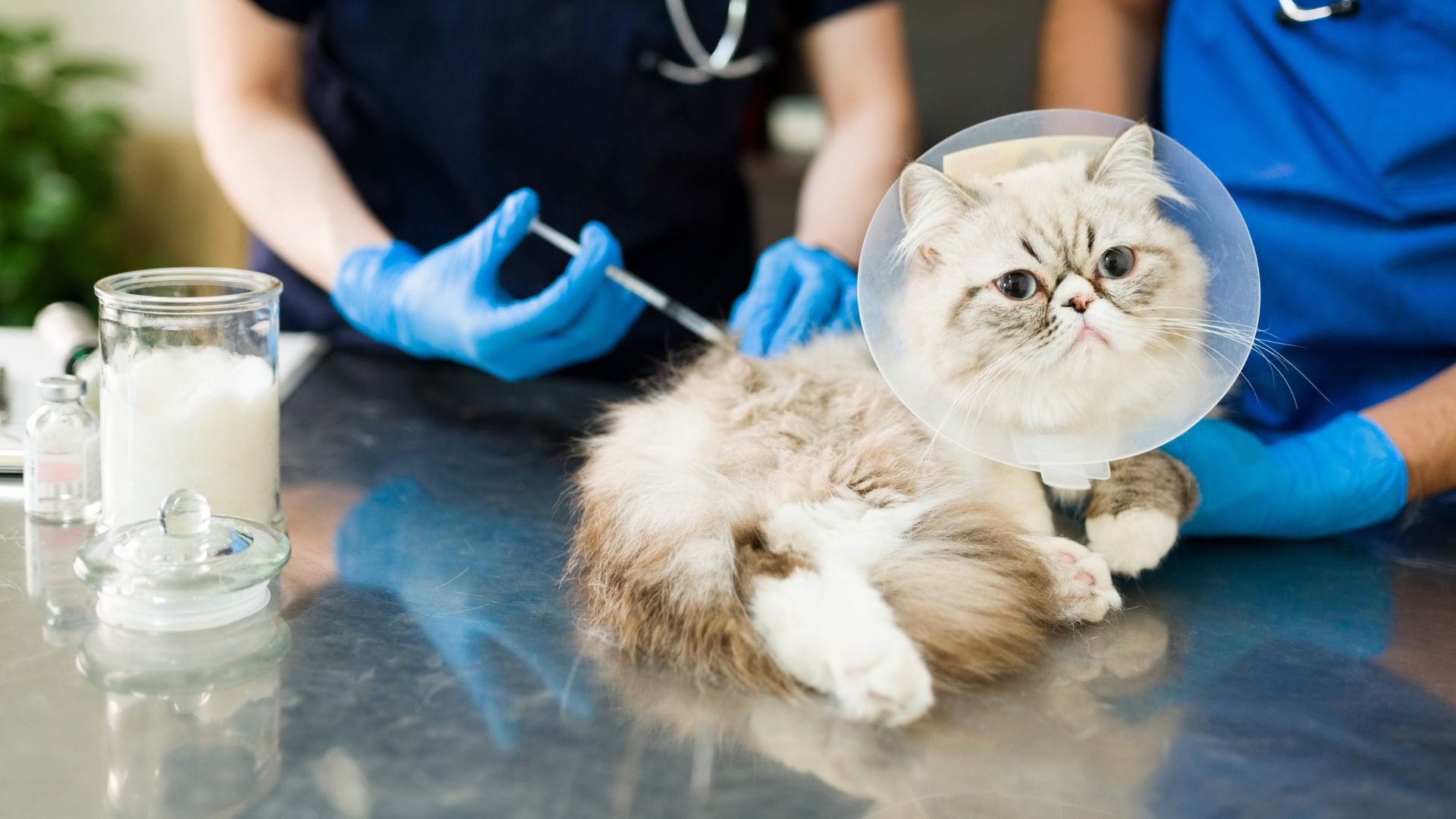 Pet Vaccinations In Denham Springs, LA | Hood Vet Hospital