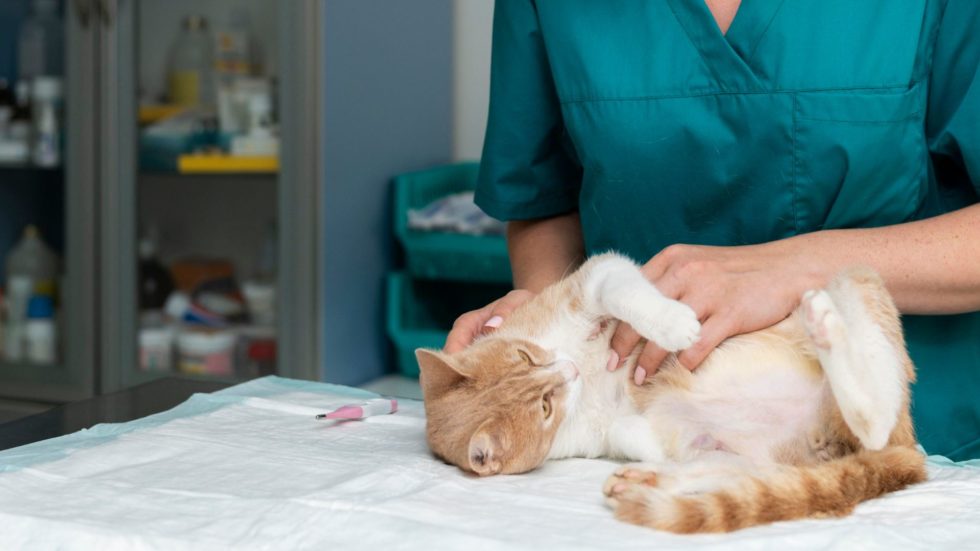 Veterinary Services In Denham Springs LA | Hood Vet Hospital