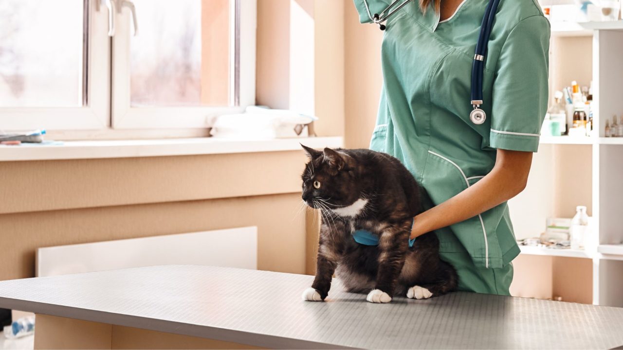 Veterinary Services In Denham Springs LA | Hood Vet Hospital